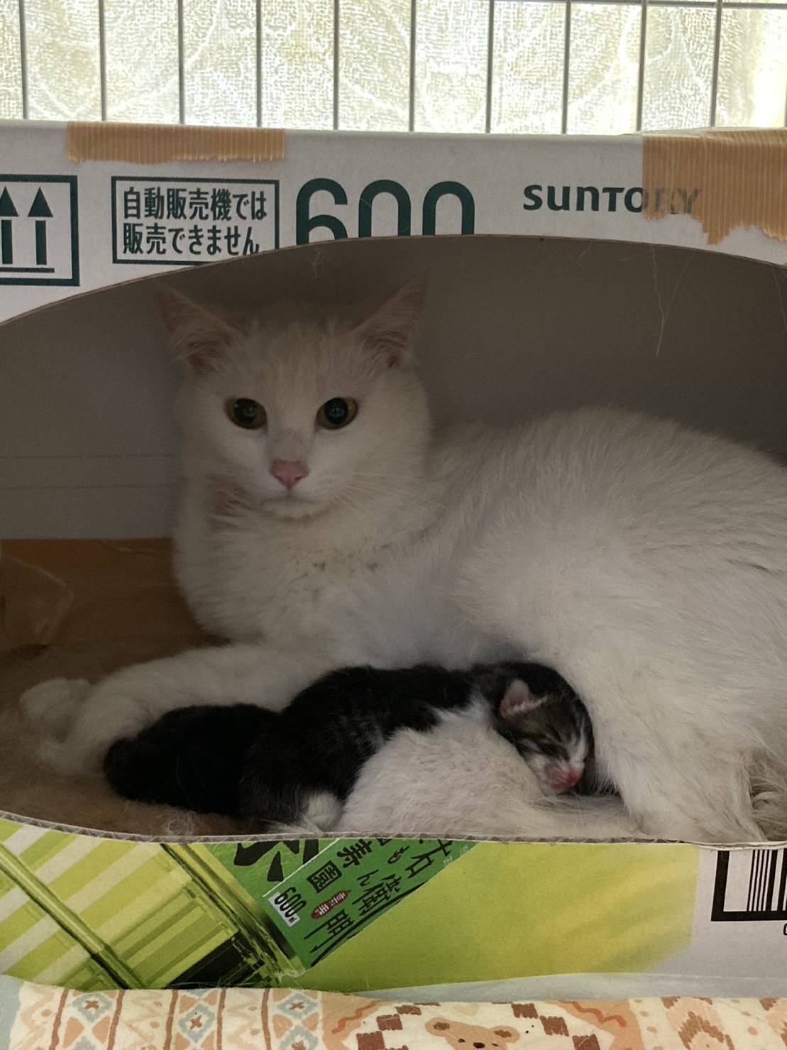 NPO愛♡Cat | 愛媛県松山市に設立した保護猫団体です。譲渡会での里親探しやTNR活動による地域猫活動にも力を入れています。